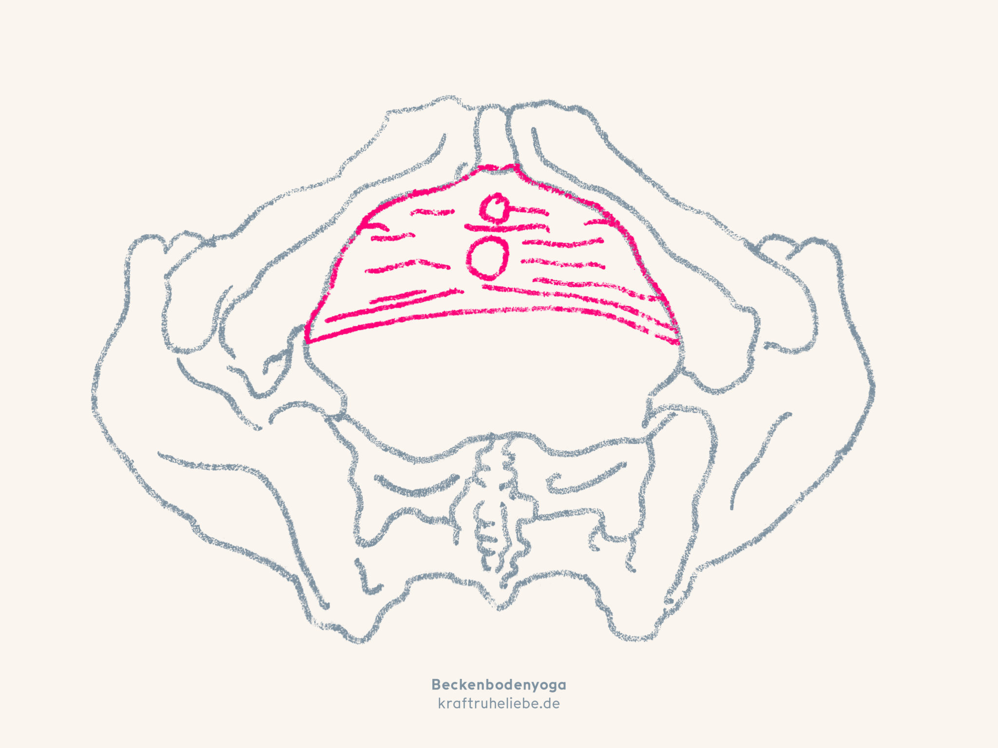 Die mittlere Beckenbodenmuskulatur einfach erklärt