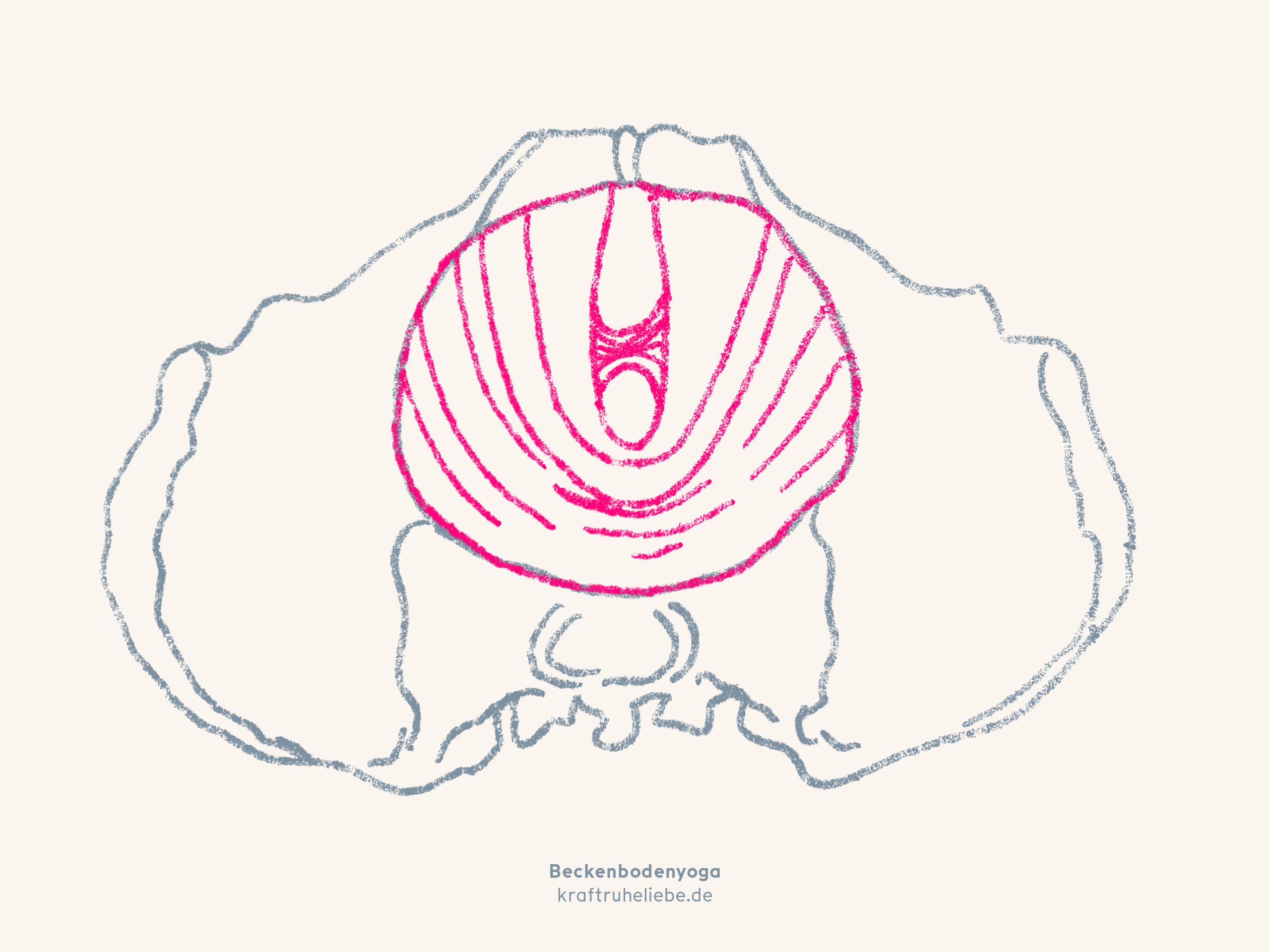 Die innere Beckenbodenmuskulatur einfach erklärt