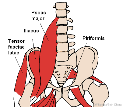 Der Psoas-Muskel und der Beckenboden | KraftRuheLiebe